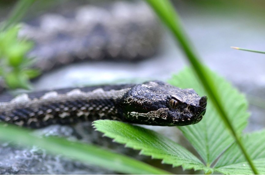 Heimische Schlangen - Land Niederösterreich