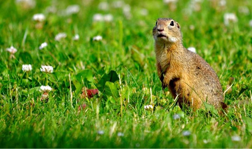 Das Ziesel - Land Niederösterreich